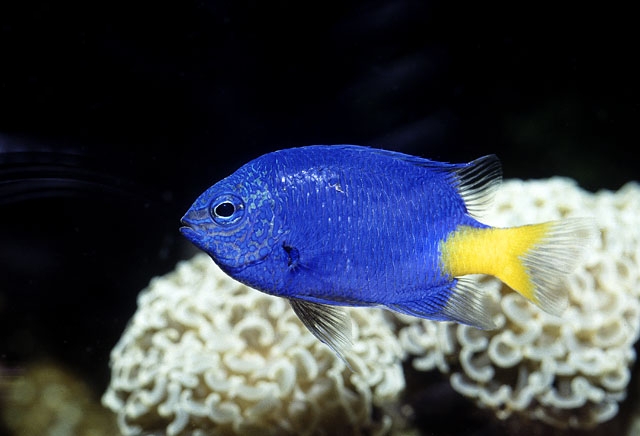 Yellowtail Blue Damselfish Chrysiptera Parasema Myaquarium