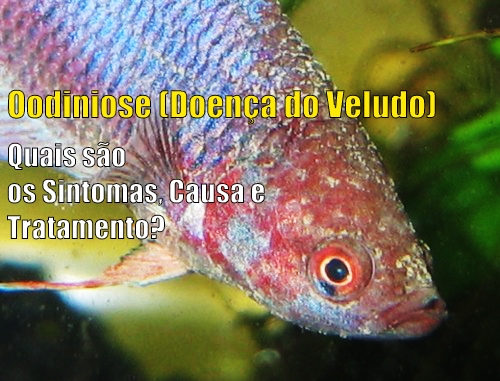 Oodiniose (Doença do Veludo): Causa e Tratamento! | MyAquarium