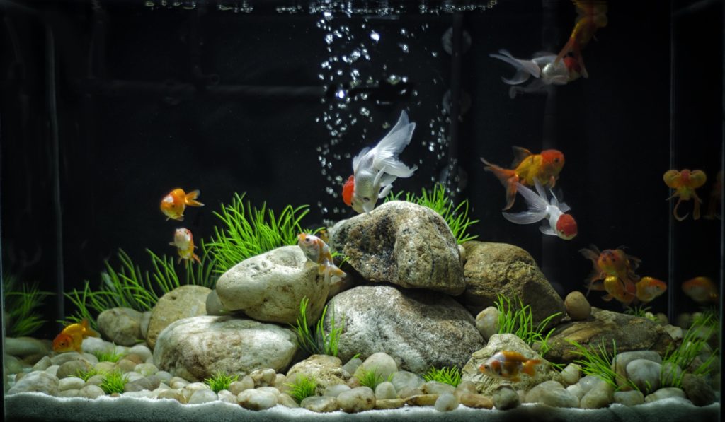 Aquário ideal para kinguios. Como montar? | MyAquarium