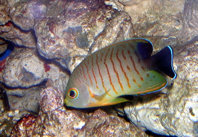 Eibli Angelfish (Centropyge eibli) - Ficha Técnica | MyAquarium