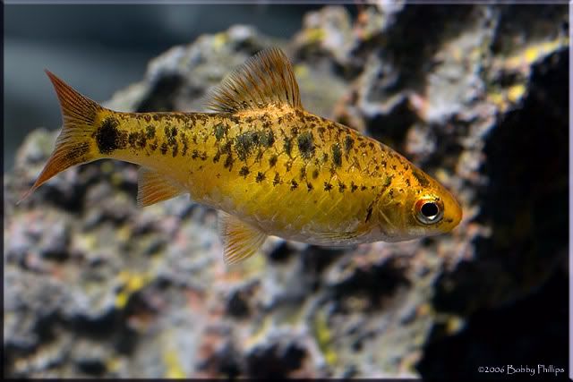 Barbo ouro (Puntius sachsii) - Ficha Técnica | MyAquarium