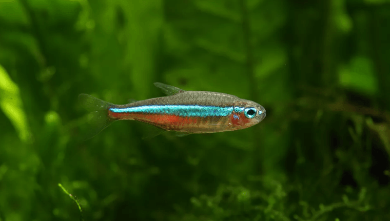 Tetra Neon (Paracheirodon innesi) - Ficha Técnica - MyAquarium