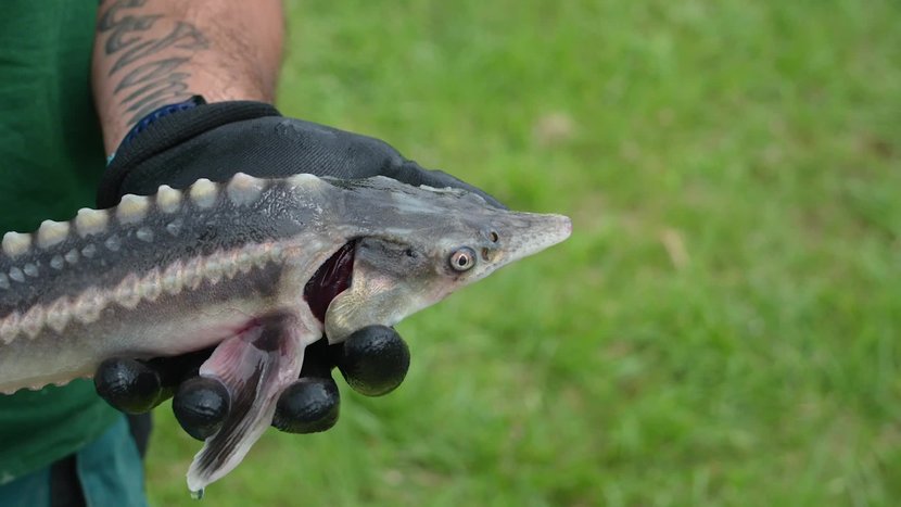 Conheça o Sturddlefish, uma nova espécie criada acidentalmente por ...