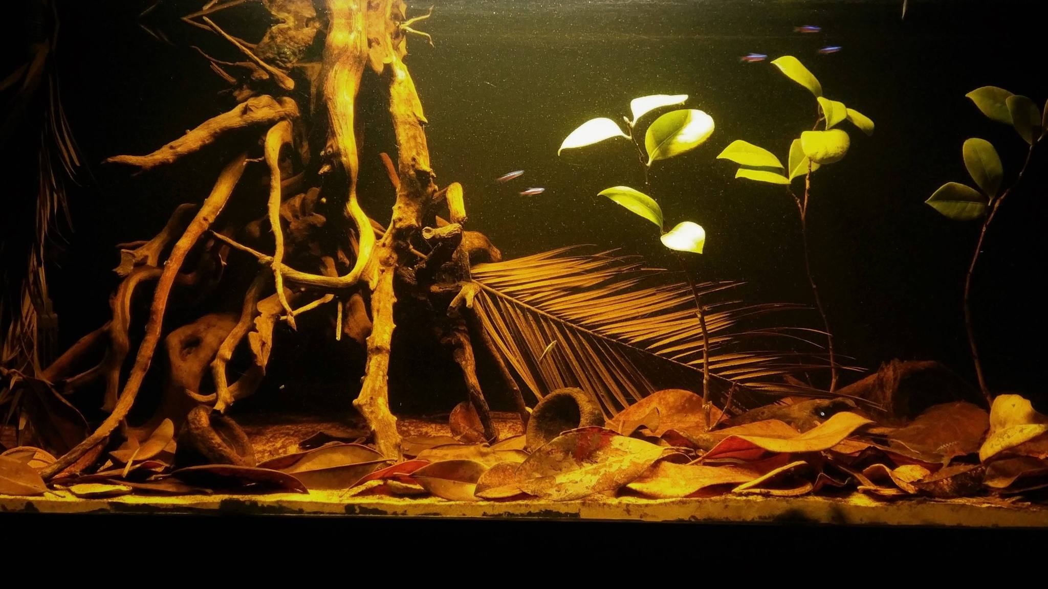 O que é um aquário biótopo? Veja alguns exemplos! | MyAquarium