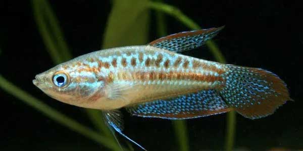10 peixes ideais para colocar em um aquário pequeno! | MyAquarium
