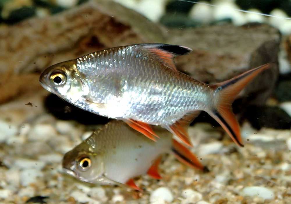 Barbo Tinfoil de Cauda Vermelha (Barbonymus altus) - MyAquarium