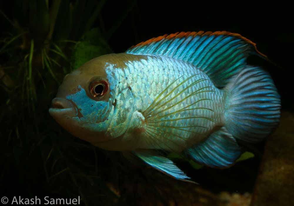 Acará Azul (Andinoacara pulcher) - Ficha Técnica - MyAquarium