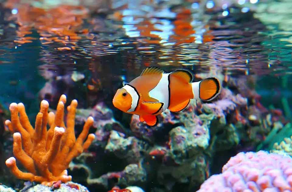 Confira 7 lindos peixes compatíveis com o famoso Peixe Palhaço (Nemo ...