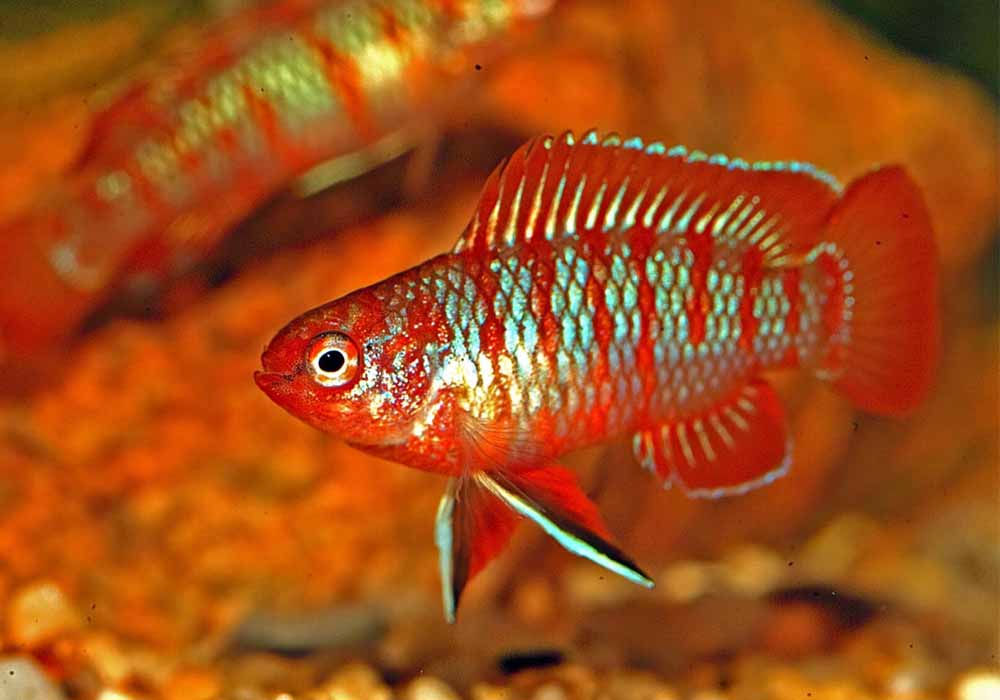 Peixes da Família Badidae - MyAquarium