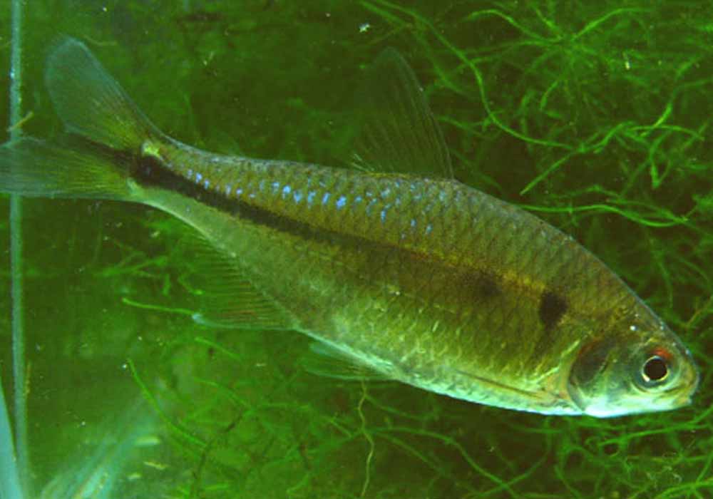 Lambari (Bryconamericus iheringii) - Ficha Técnica | MyAquarium