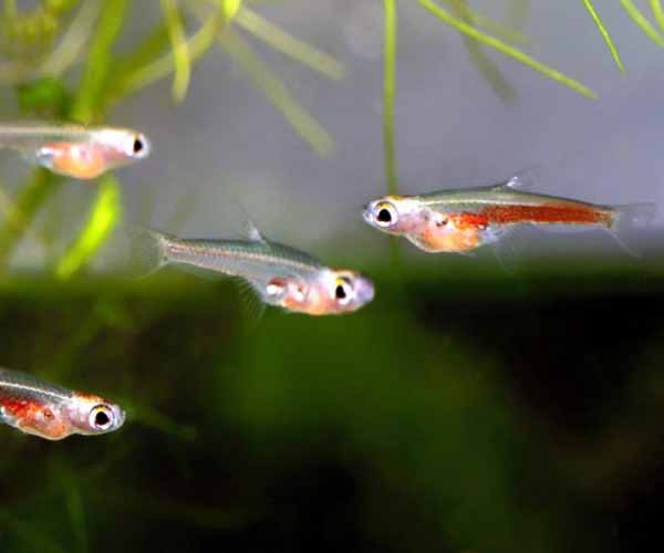 Procurando um peixe pequeno para aquário? Selecionamos os 7 mais ...