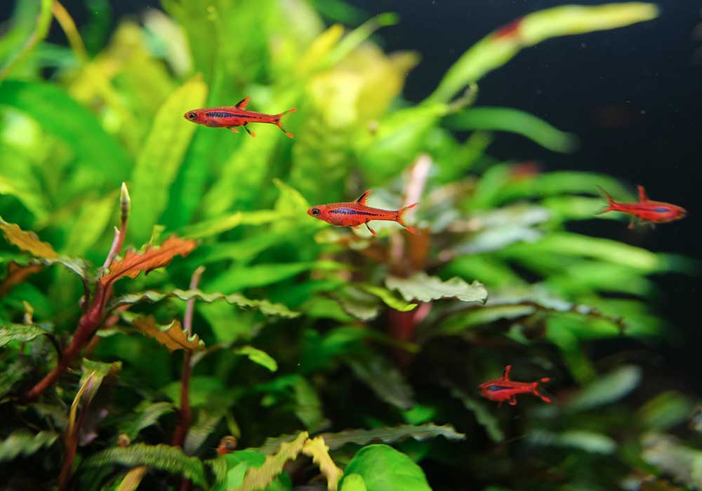 Procurando um peixe pequeno para aquário? Selecionamos os 7 mais ...