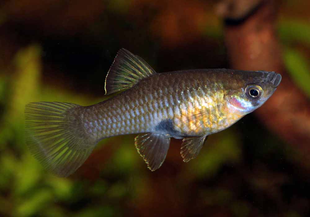Merry Widow (Phallichthys amates) - MyAquarium