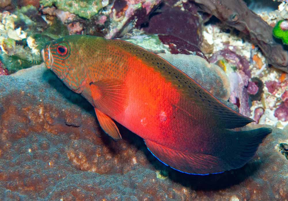 Garoupa Dampiera (Labracinus cyclophthalmus) - MyAquarium