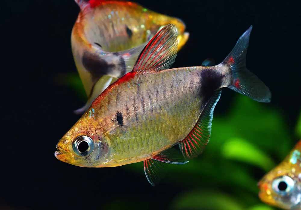 Família Alestidae - MyAquarium