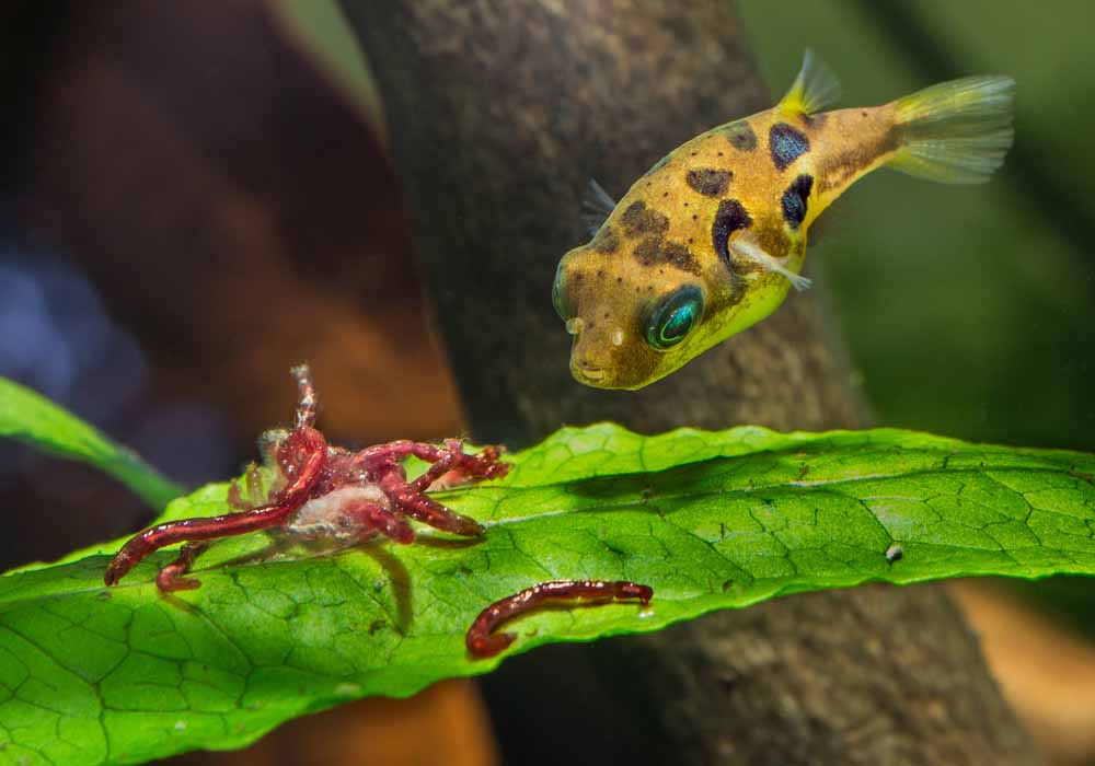 Como criar Bloodworms? Confira nosso guia completo! - MyAquarium