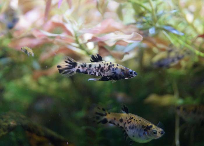 Guaru (Phalloceros caudimaculatus) - Ficha Técnica - MyAquarium