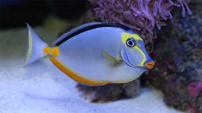 Naso Tang (Naso lituratus) - Guia de Cuidados - MyAquarium