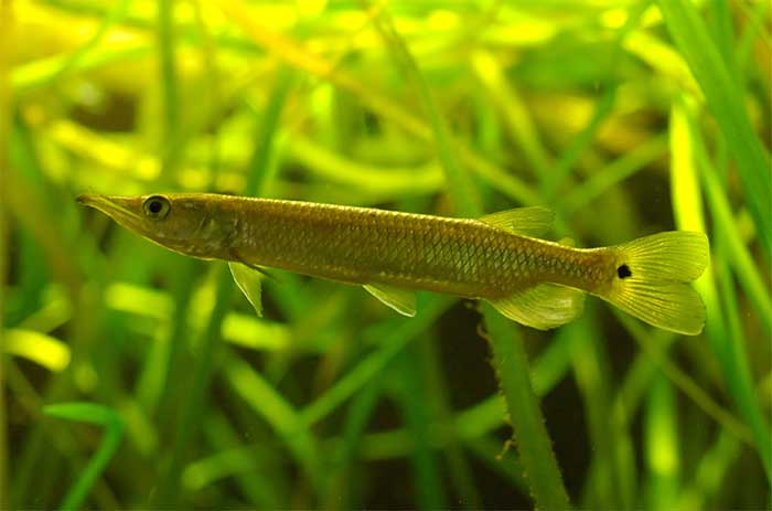 Hujeta / Bicuda (Ctenolucius hujeta) - MyAquarium